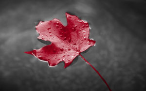 About us - Maple Health Group